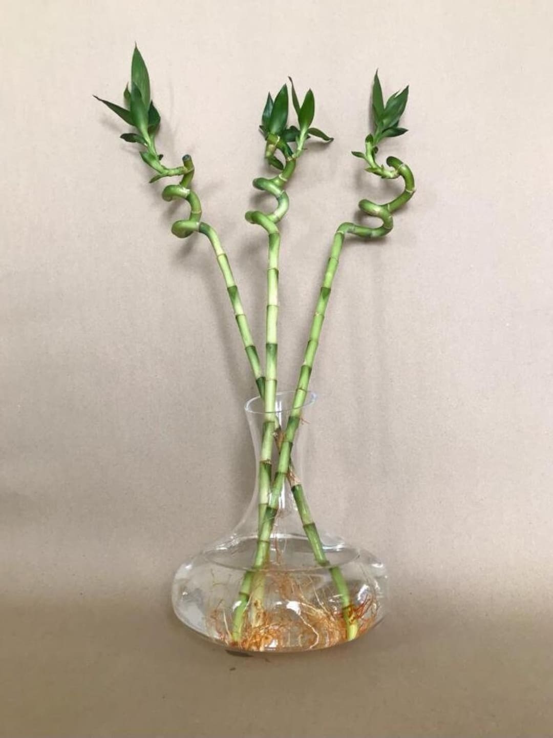 Dracaena Sanderina, Lucky Bamboo Stalk, 1 Bamboo Curly Stem 30-35cm ...