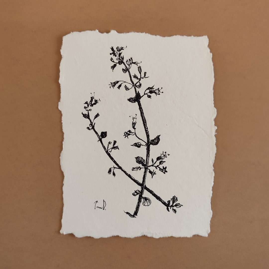One Line Drawing, Botanical Sketch. ORIGINAL Ink Sketch, Simple ...