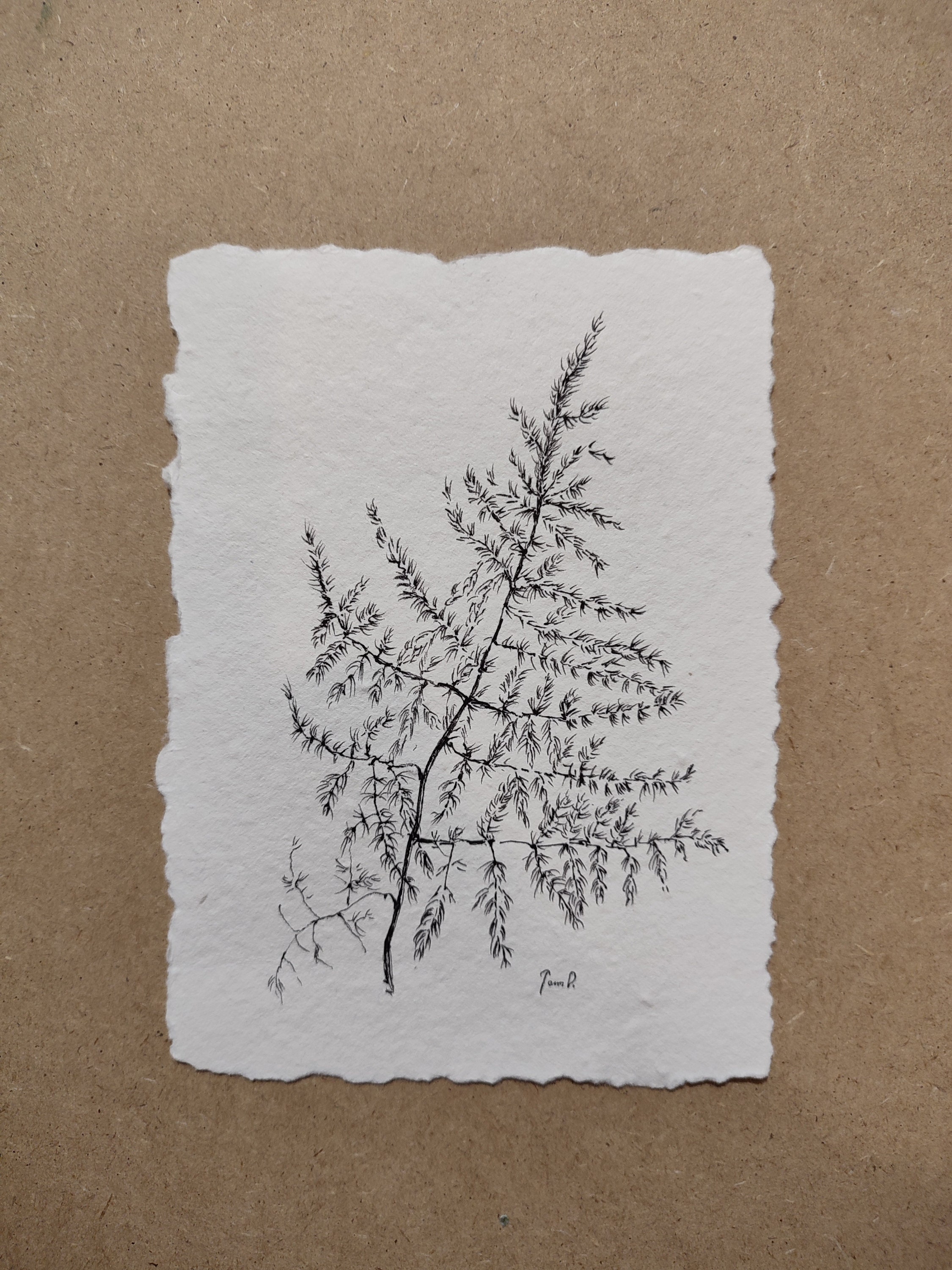 Botanical Line Art Fern Drawing. One Line Drawing Fern - Etsy