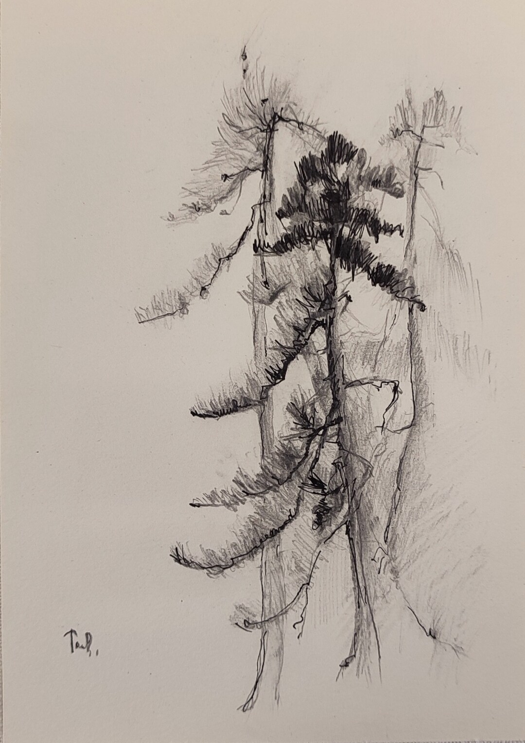 Christmas Tree Ink Drawing Tree Original Modern Line Drawing. Small ...