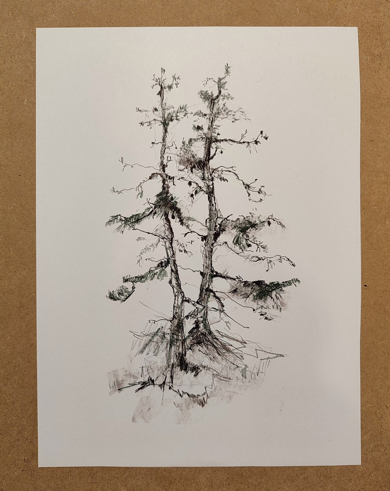 Ink Drawing, Evergreen Trees Original Realistic Drawing. Pine Tree ...