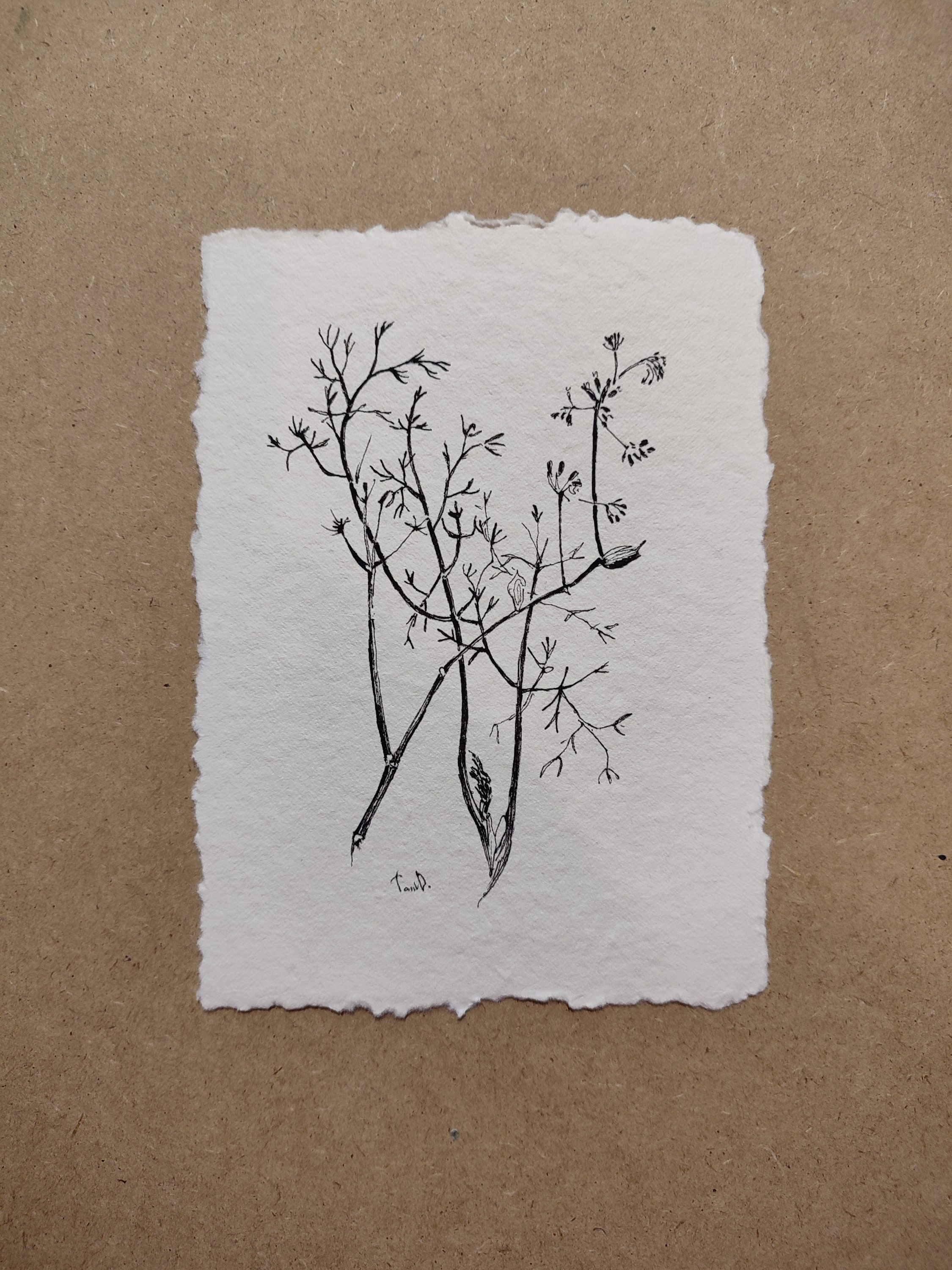 Botanical Line Drawing Wildflower Wallart, Meadow Drawing Ink Sketch ...