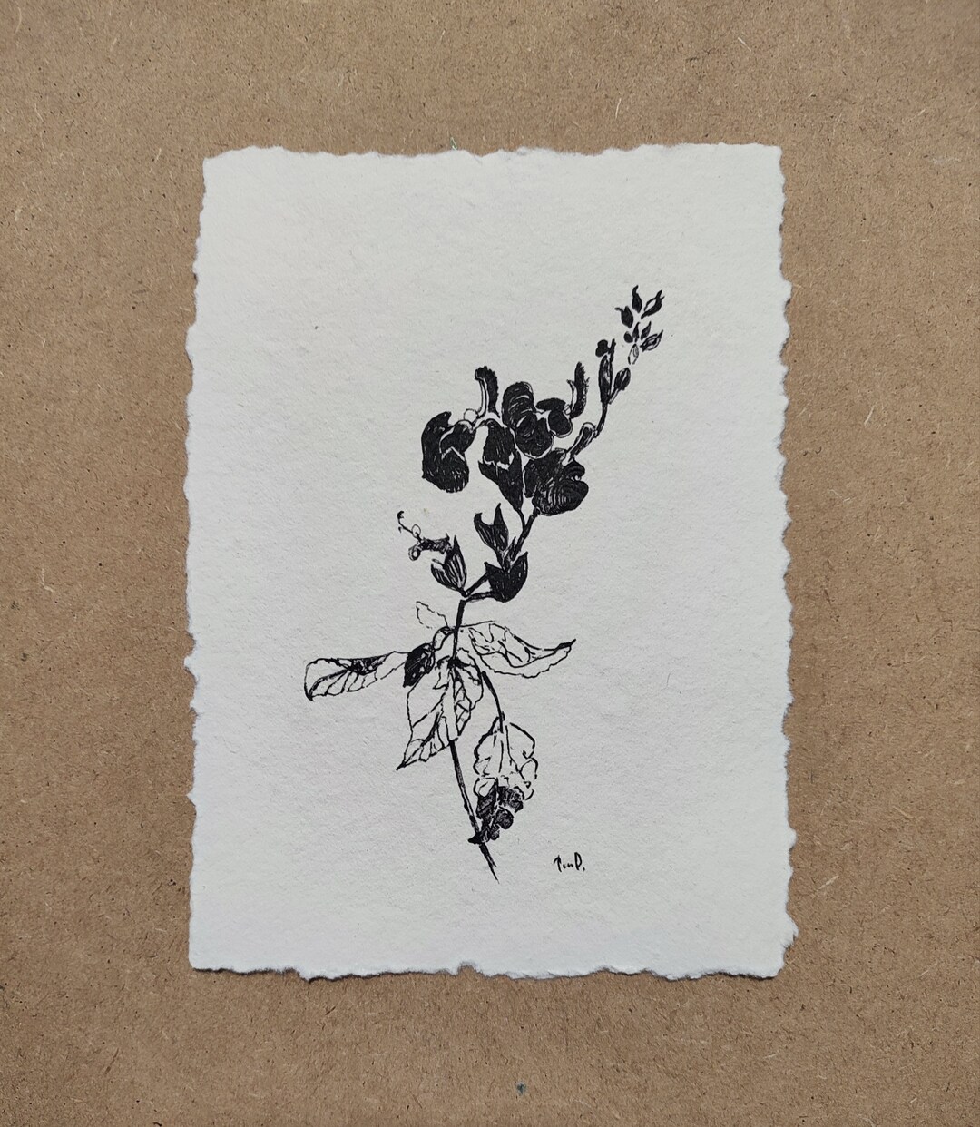 Botanical Line Drawing, Simple Flower Wallart. Flower Sketch , Meadow ...