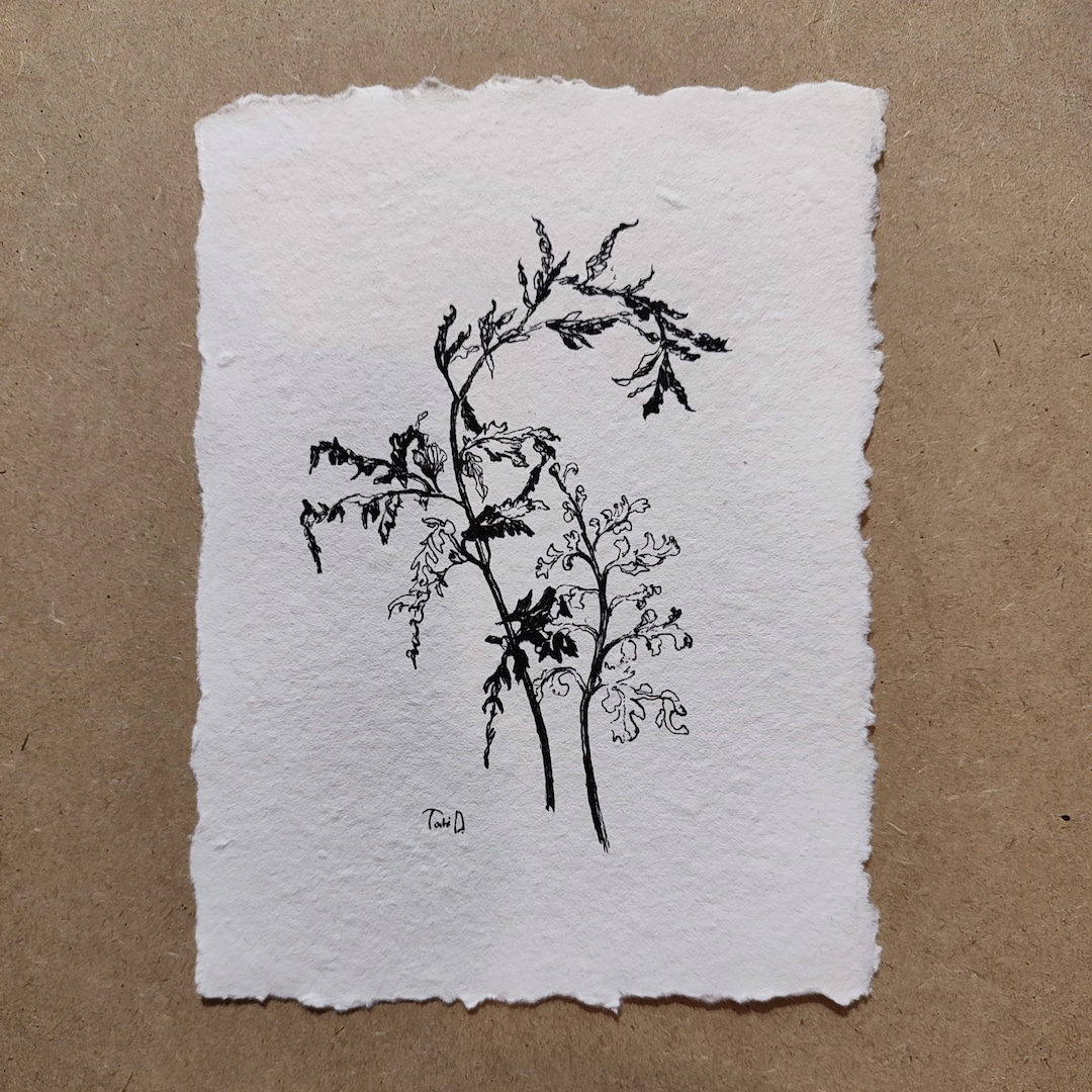 Fern Leaf Botanical Sketch, Pen and Ink Artwork Original Drawing Fern ...