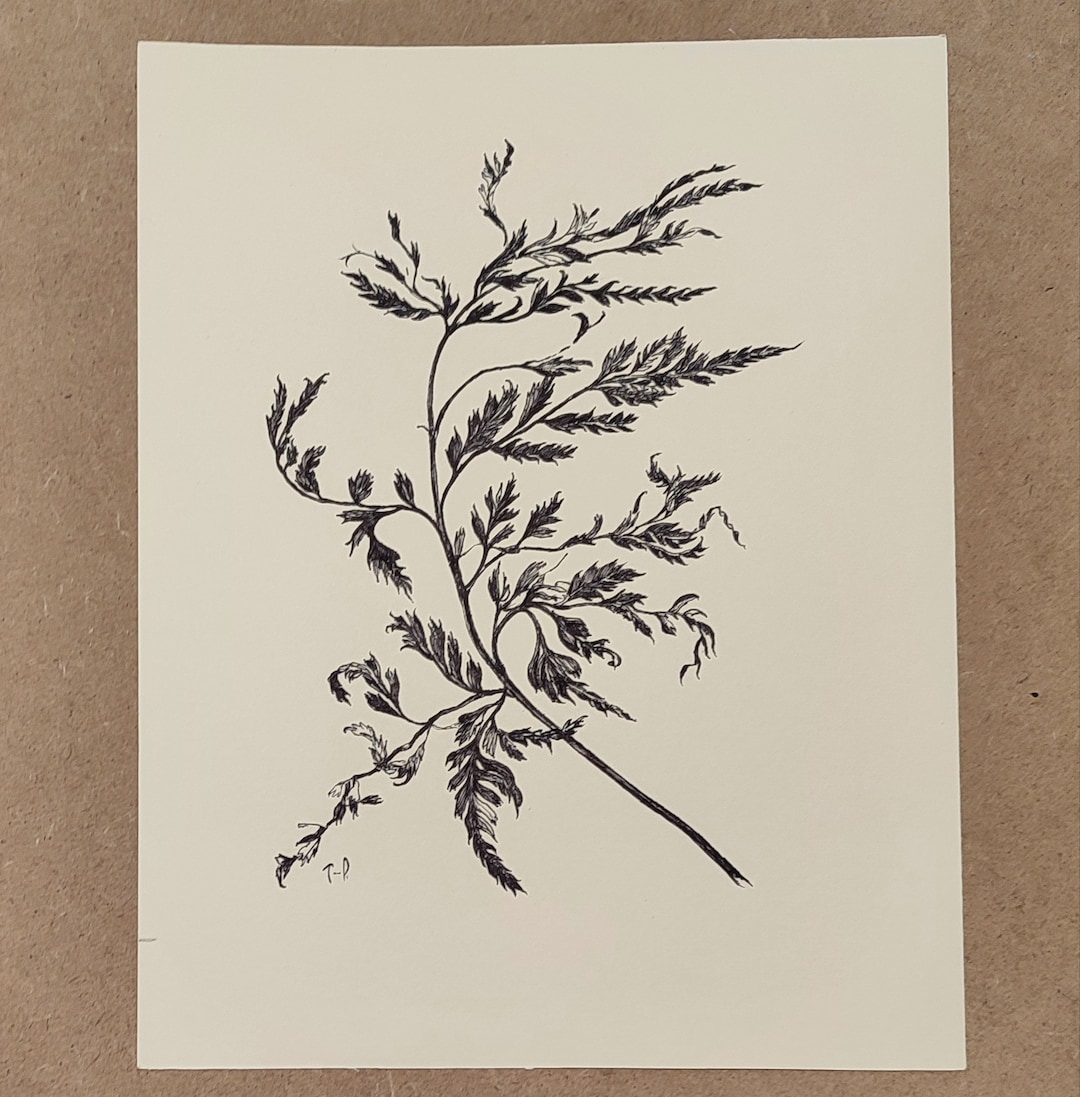 Botanical Line Art, Forest Herb Drawings. One Line Drawing, Wildflower ...