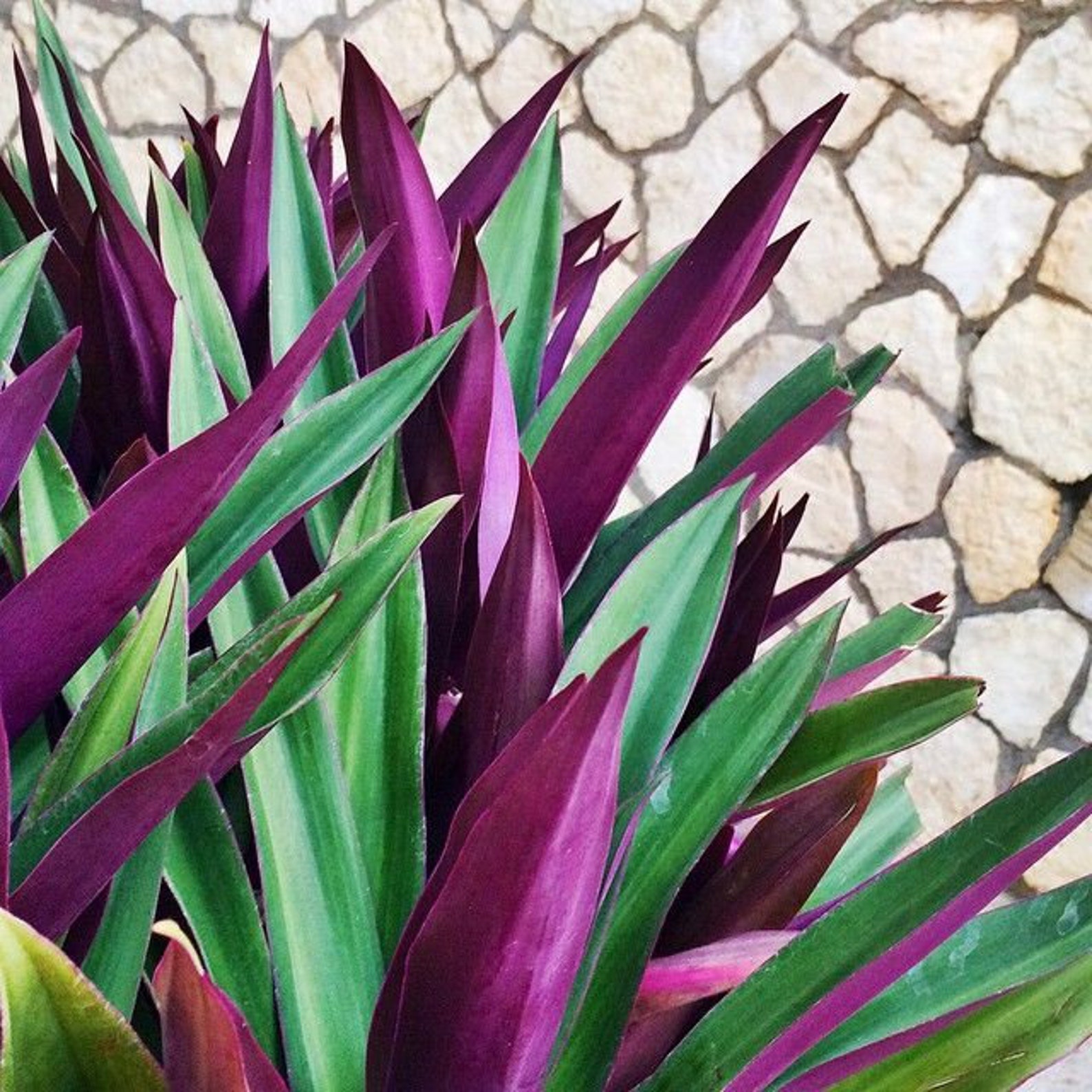 3three Oyster plants Rhoeo Tricolor Tradescantia spathacea | Etsy