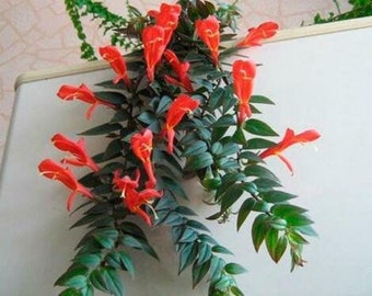 Goldfish Plant | Etsy