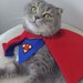 Supercat Costume for Cats, Super Hero Cape, Cat Costume, Super Cat ...