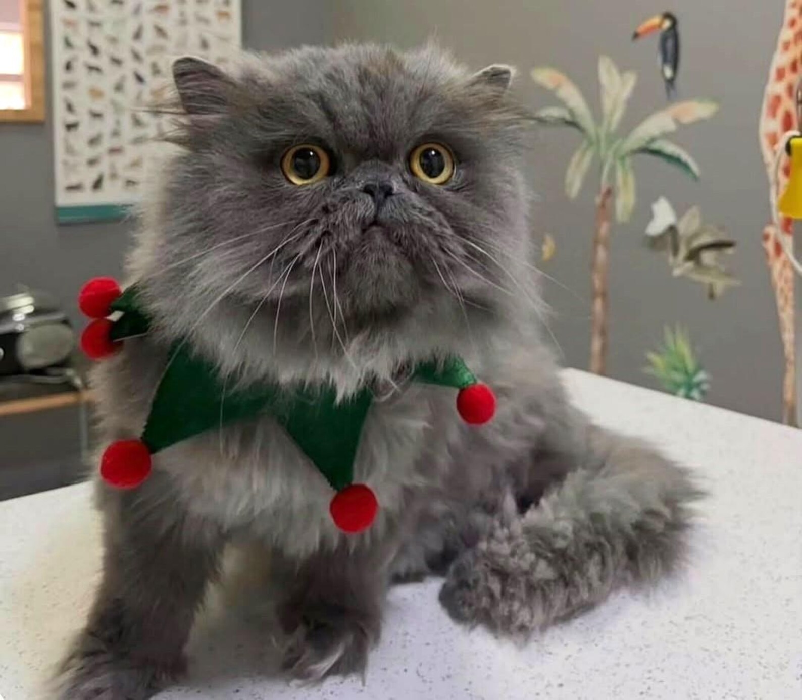 Elf Collar for Pets, Christmas Cat Costume, New Year Cat Clothing, Pet ...