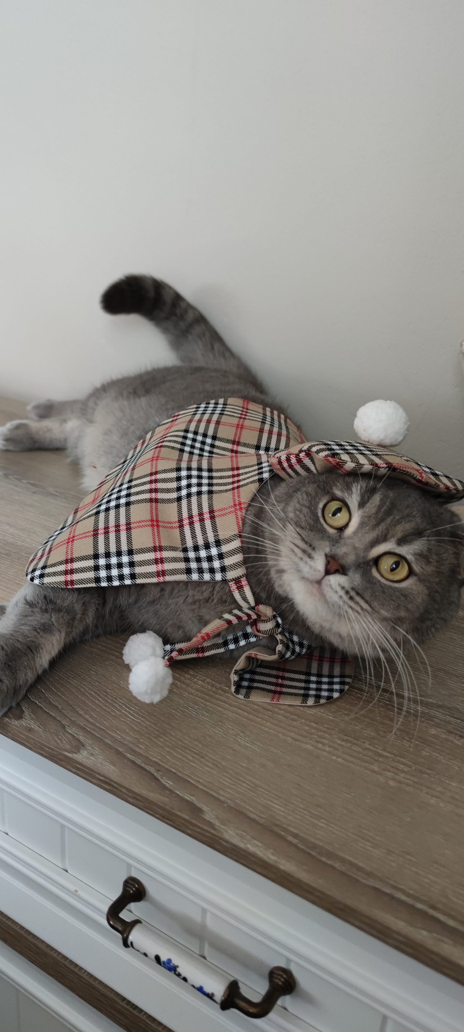 Beret and Cape for Pets, 2 Piece Costume for Cats and Dogs, Pet Cloak ...