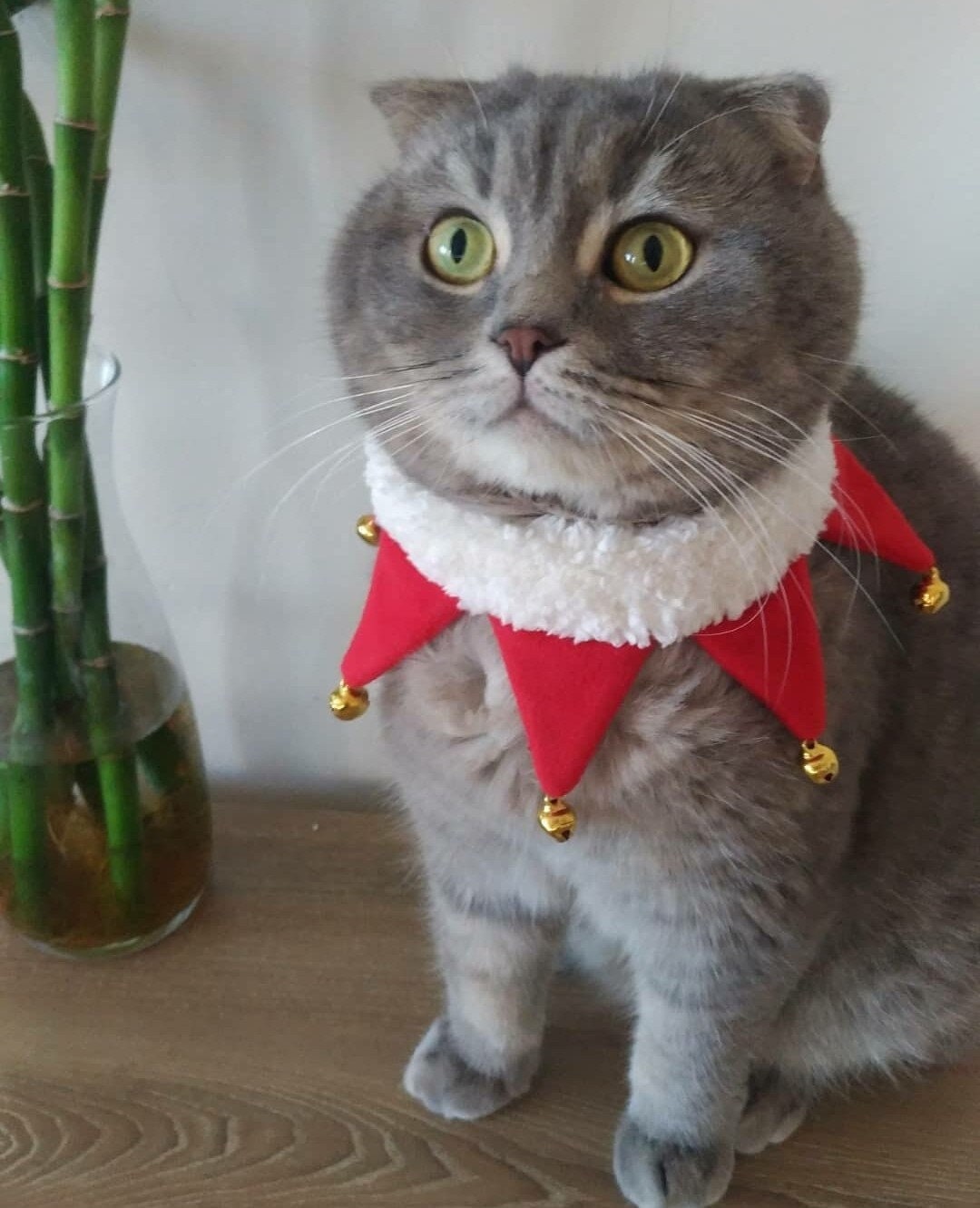 Christmas Cat Collar New Year Cat Clothing Christmas Costume - Etsy