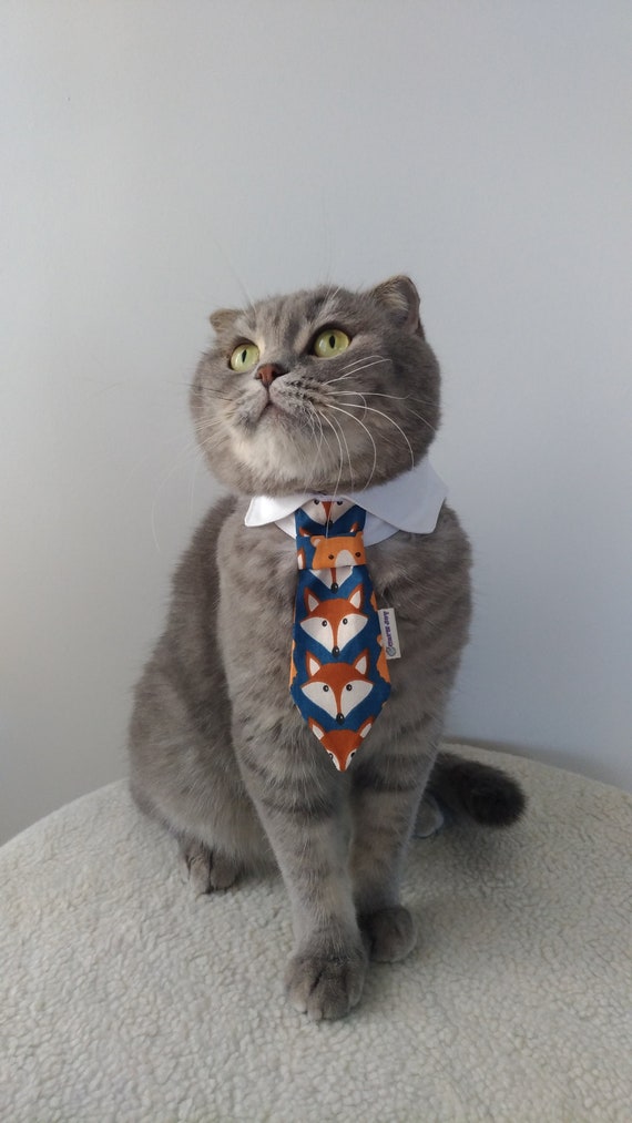 Gato Con Corbata Gatos Haciendo Cosas Added A New Photo. Gatos