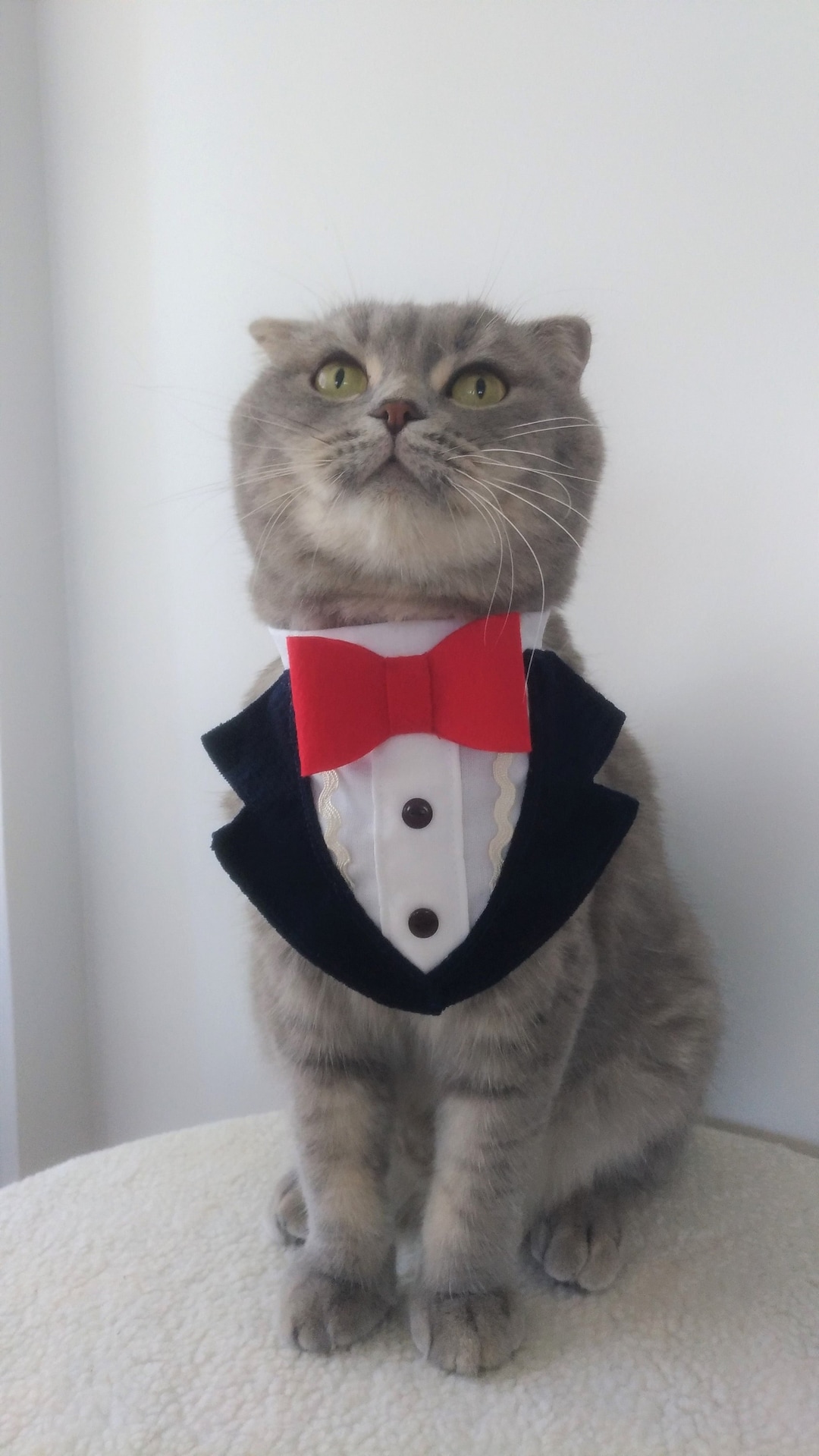 Elegant Style Cat Tuxedo Costume for Cats Cat Collar Cat - Etsy