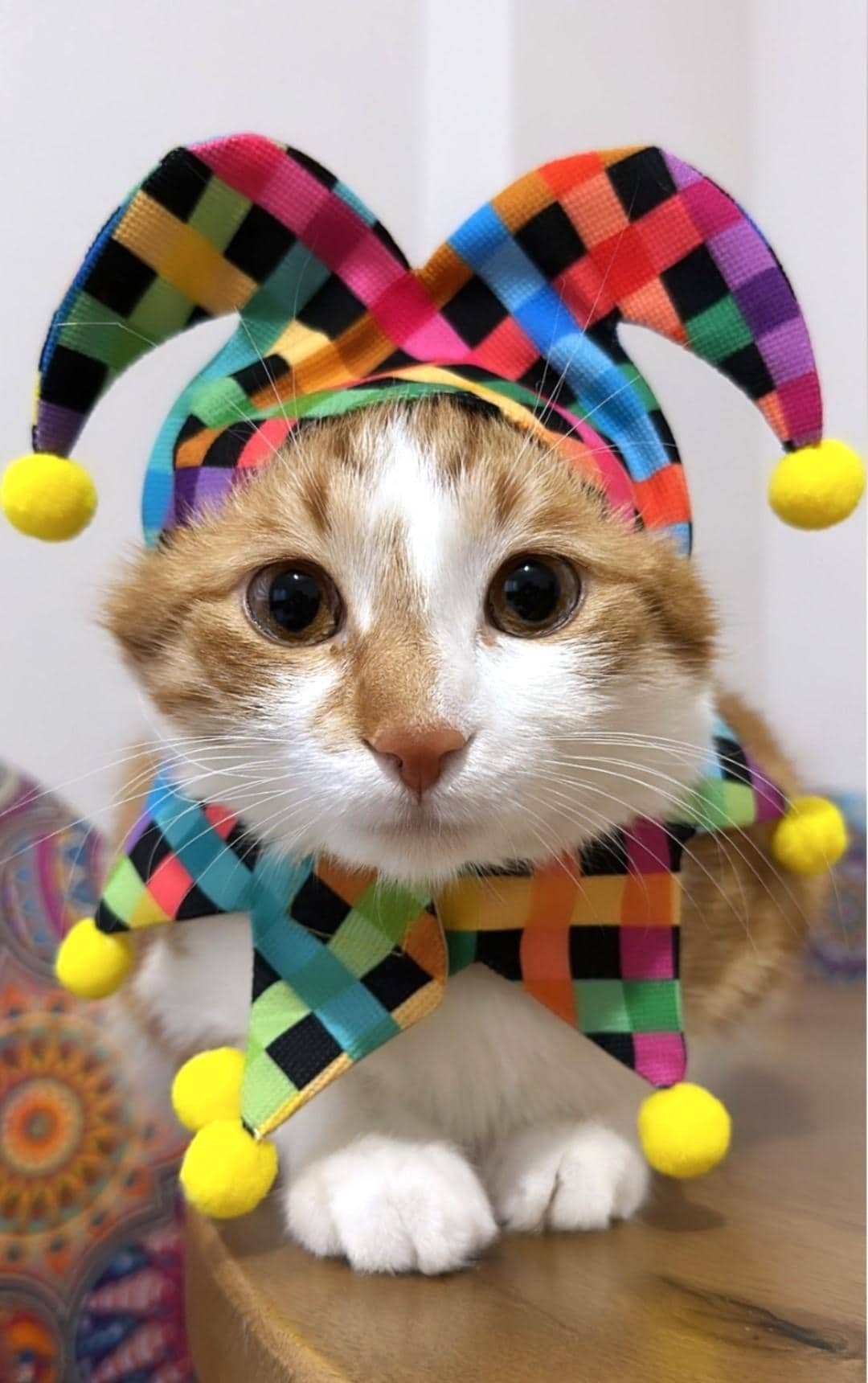 Clown Costume for Cats, Costume for Pets, Cat Clothing, Pet Accessories ...