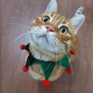 Elf Collar for Cats, Christmas Costume for Pets, Elf Scarf for Pets ...