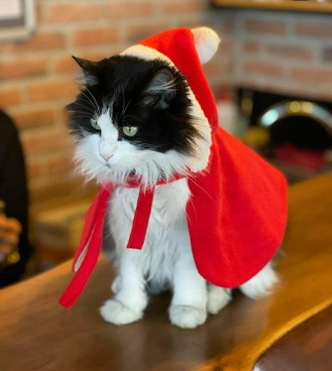 Santa Cat Costume: Christmas Fleece Cloak, New Year Pet Clothing - Etsy