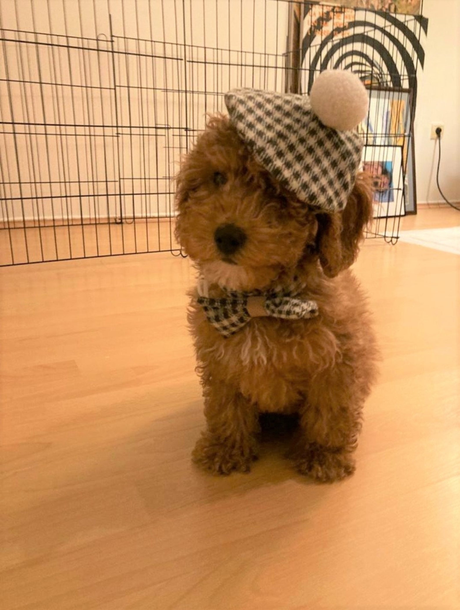 Scottish Tartan Cat Beret and Bow Tie Set: Pet Costume Accessory - Etsy