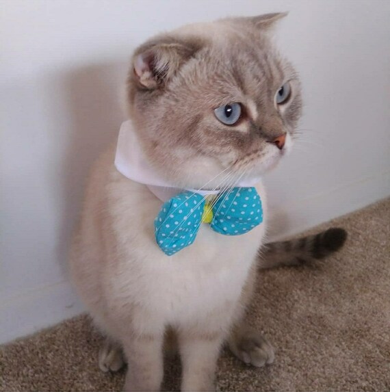 Gato Con Corbata Gatos Haciendo Cosas Added A New Photo. Gatos