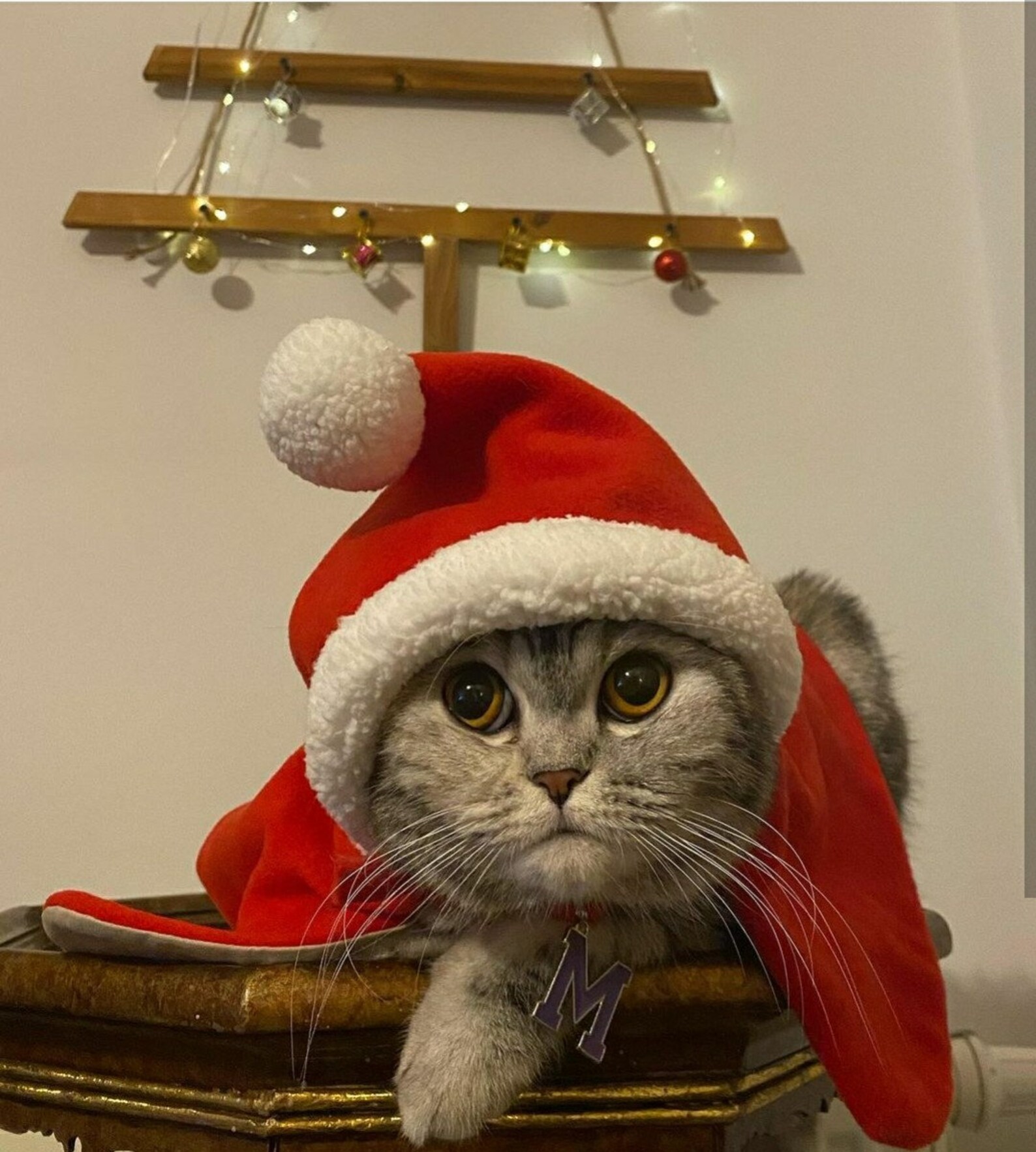 Santa Cat Costume: Christmas Fleece Cloak, New Year Pet Clothing - Etsy