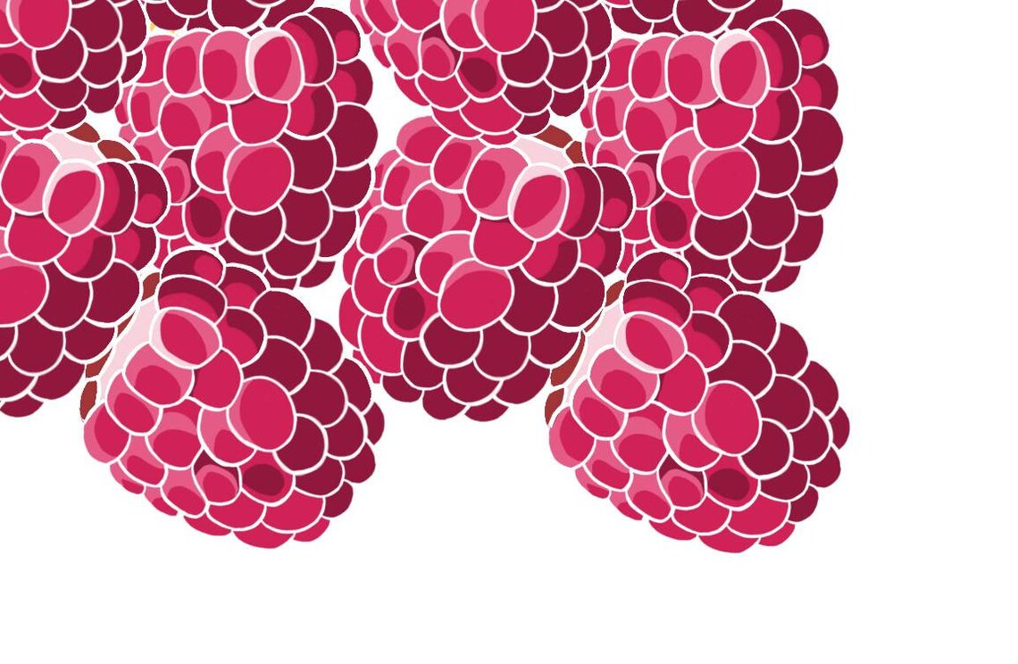 Raspberries Art Print, Archival Fine Art Print, Seasonal Print - Etsy