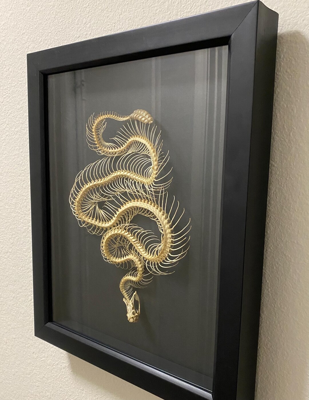 Southern Pacific Rattlesnake Skeleton Display - Etsy