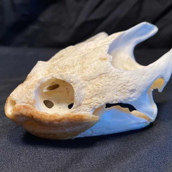 Snapping Turtle - Etsy