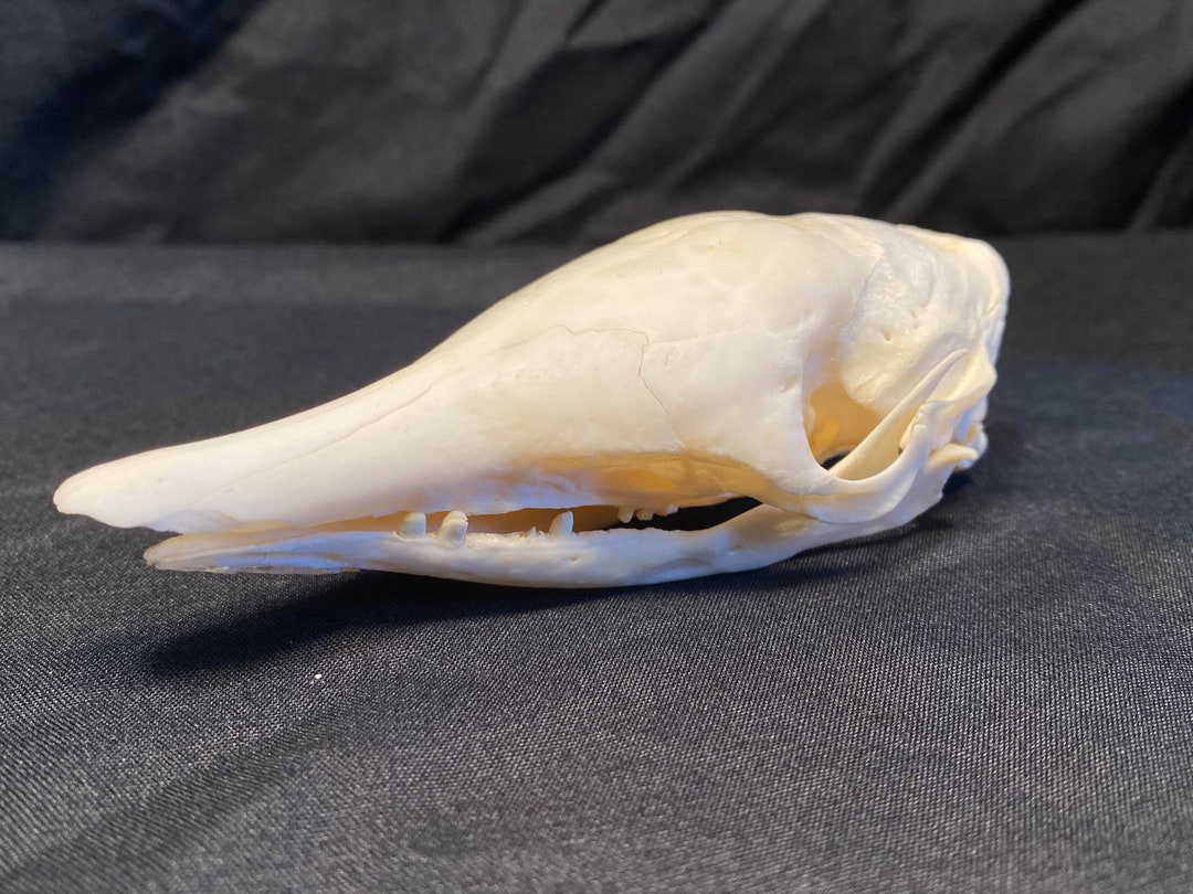 Armadillo Skull - Etsy