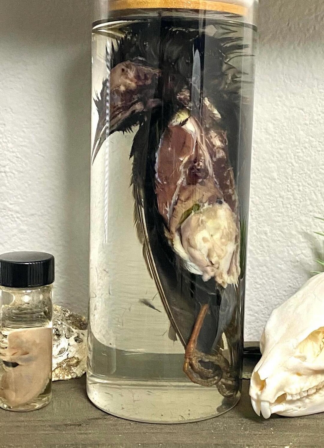 Sagittal Cut European Starling Wet Specimen - Etsy