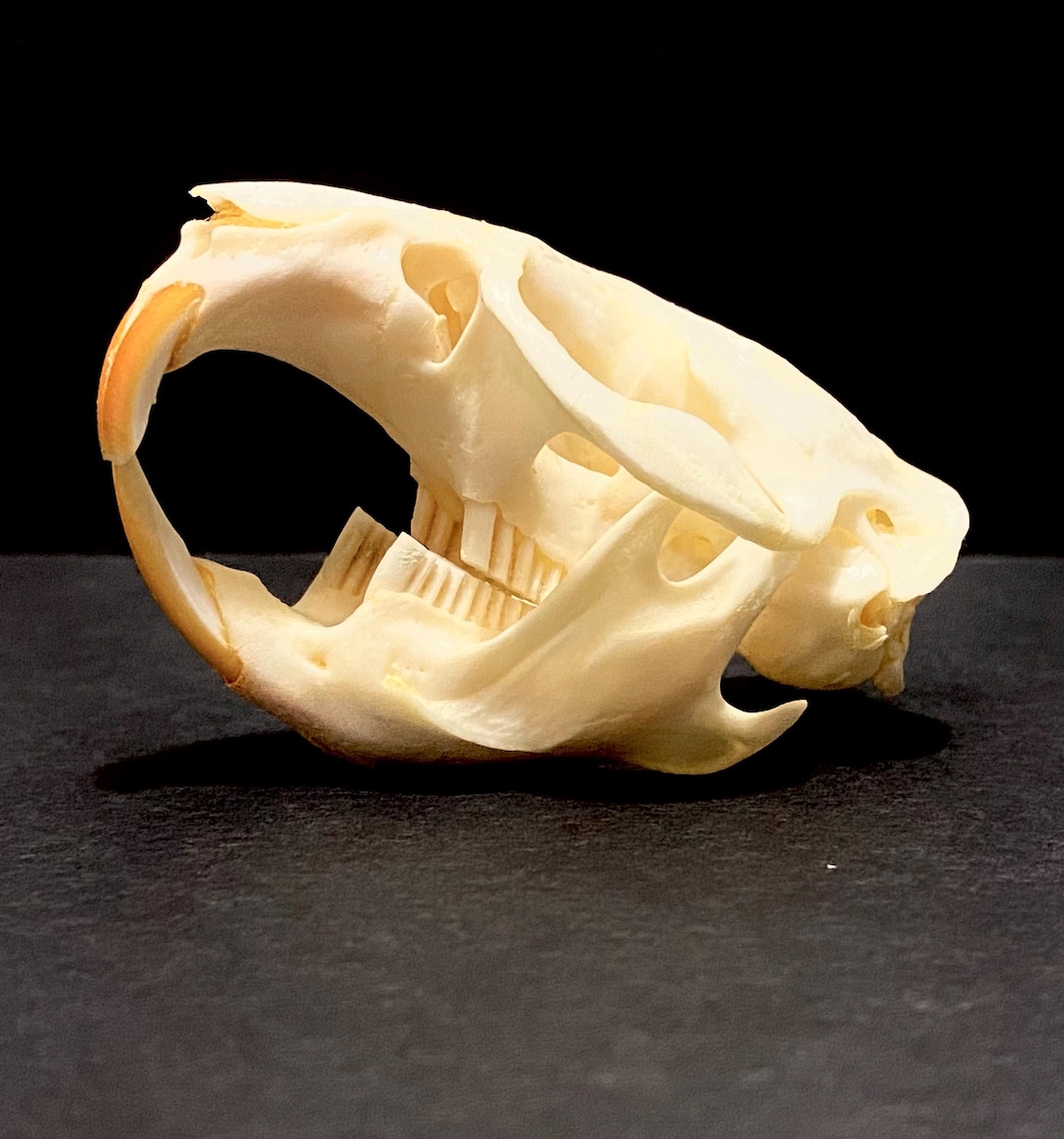 Muskrat Skull - Etsy