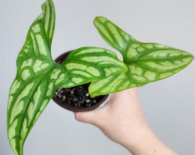 Philodendron Cercestis MIRABILIS, ROOTED Established Plant, U.S. Seller ...