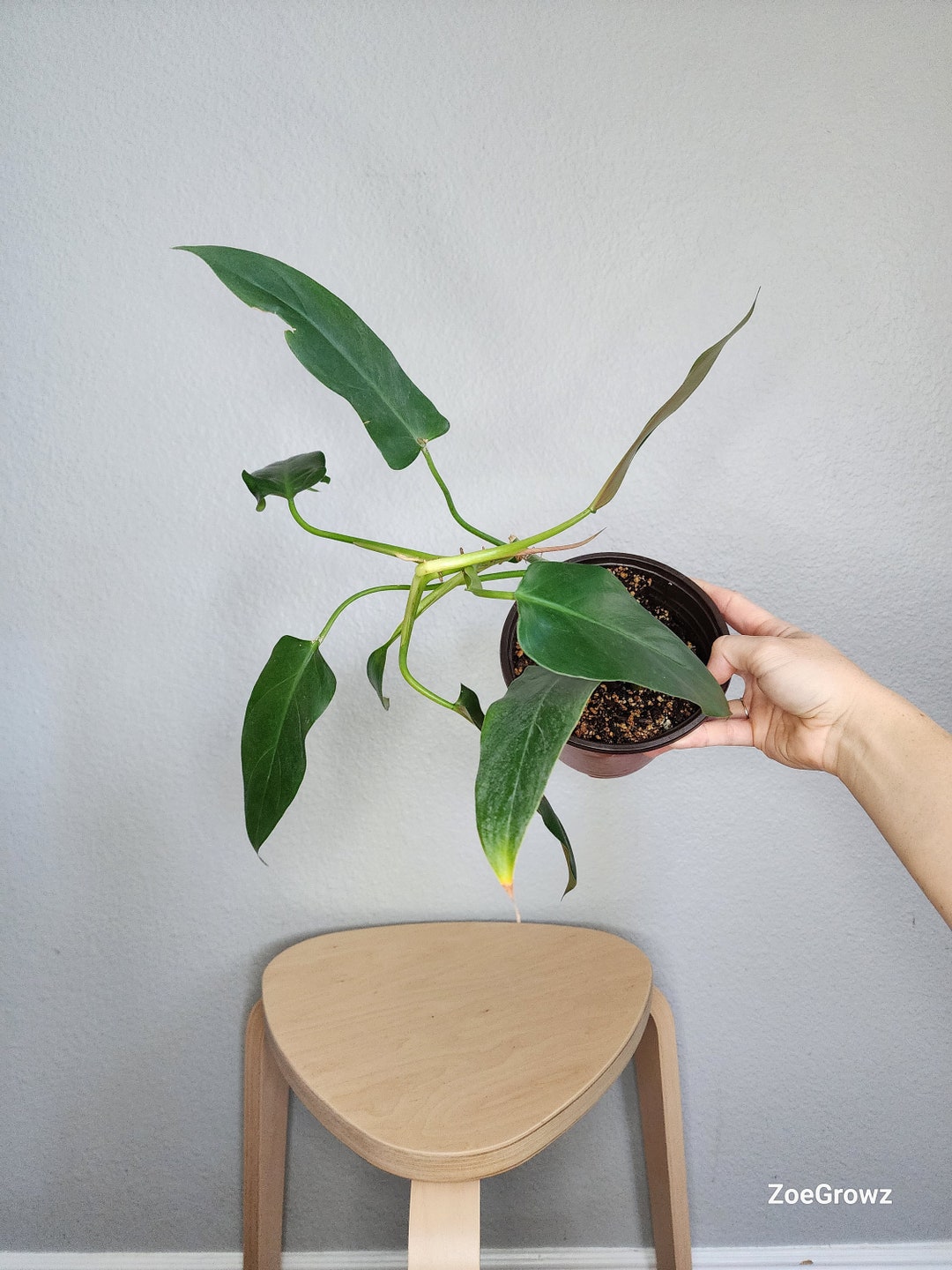 Philodendron MEXICANUM, ESTABLISHED Rooted Plant, U.S. Seller, Free ...