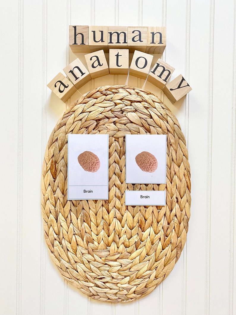 Tarjetas Montessori de anatomía humana de tres partes nomenclatura ...