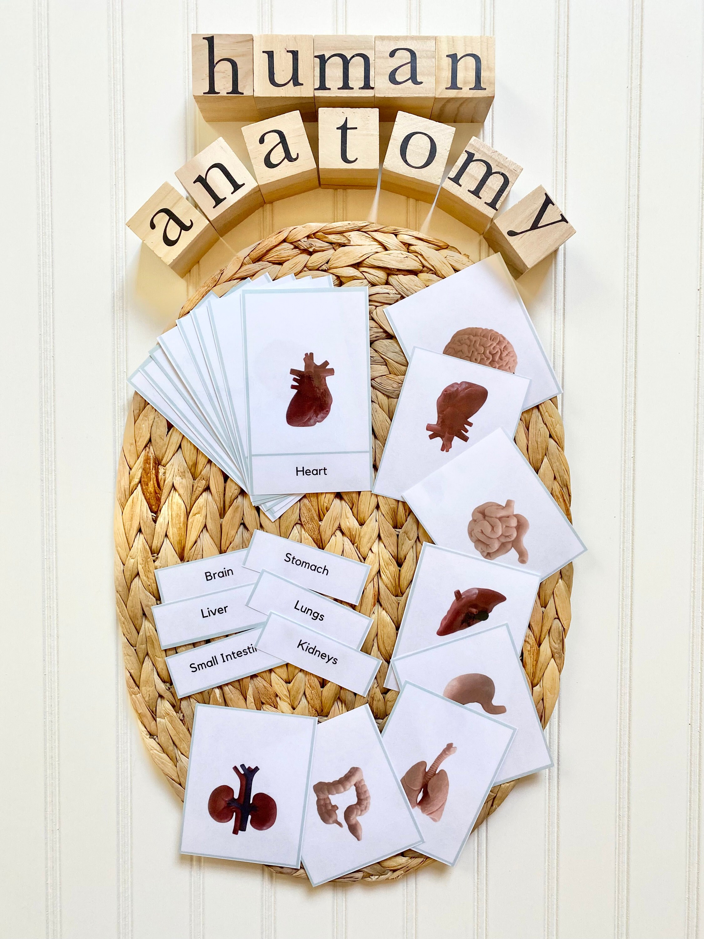 Human Anatomy Montessori Three Part Nomenclature Cards - Etsy España