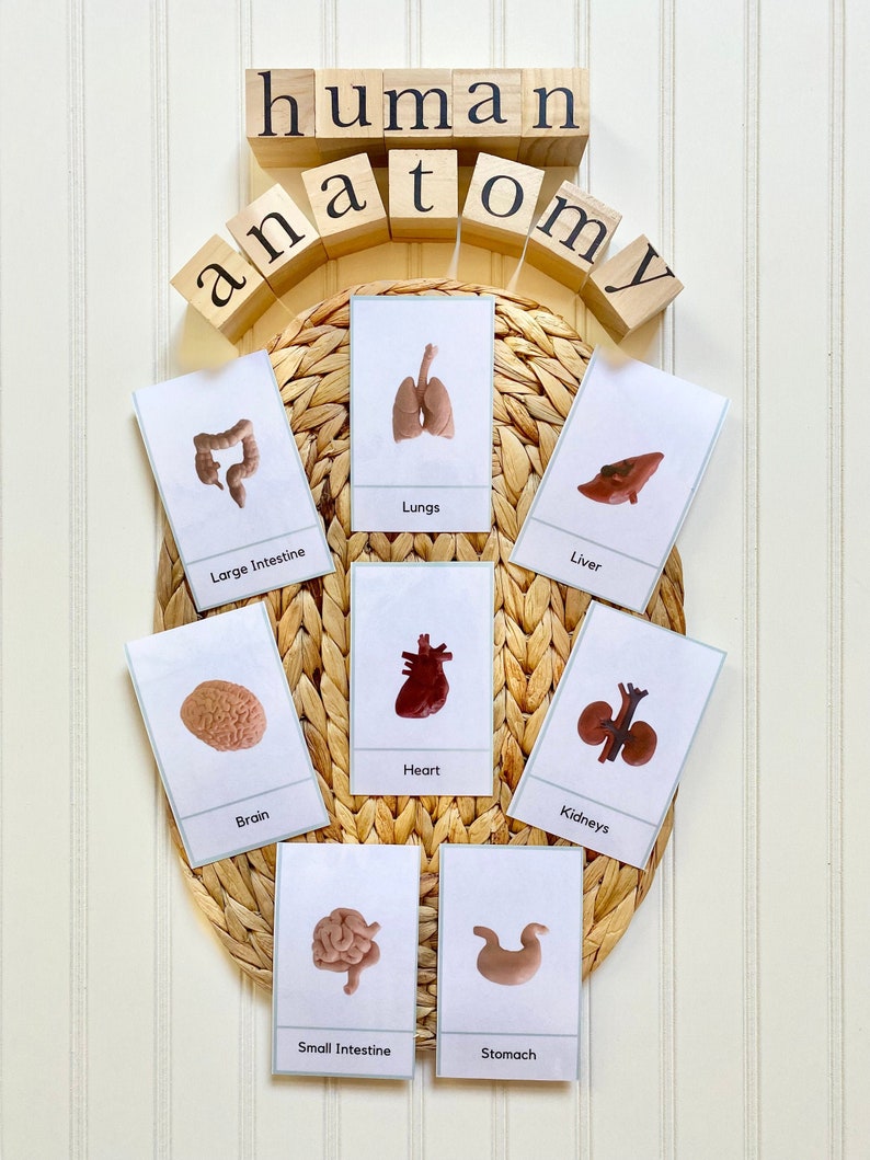 Tarjetas Montessori de anatomía humana de tres partes nomenclatura ...