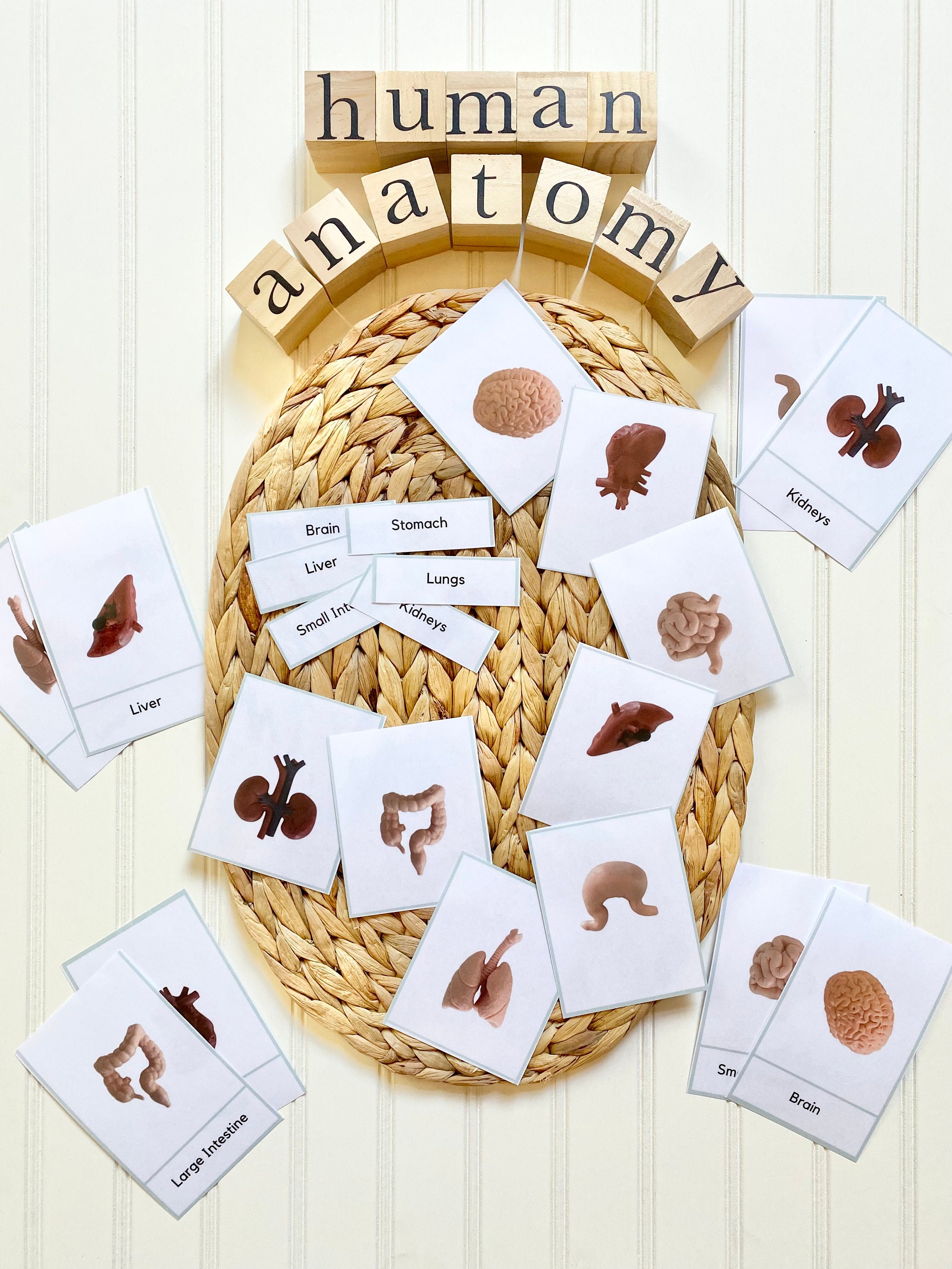 Human Anatomy Montessori Three Part Nomenclature Cards - Etsy España