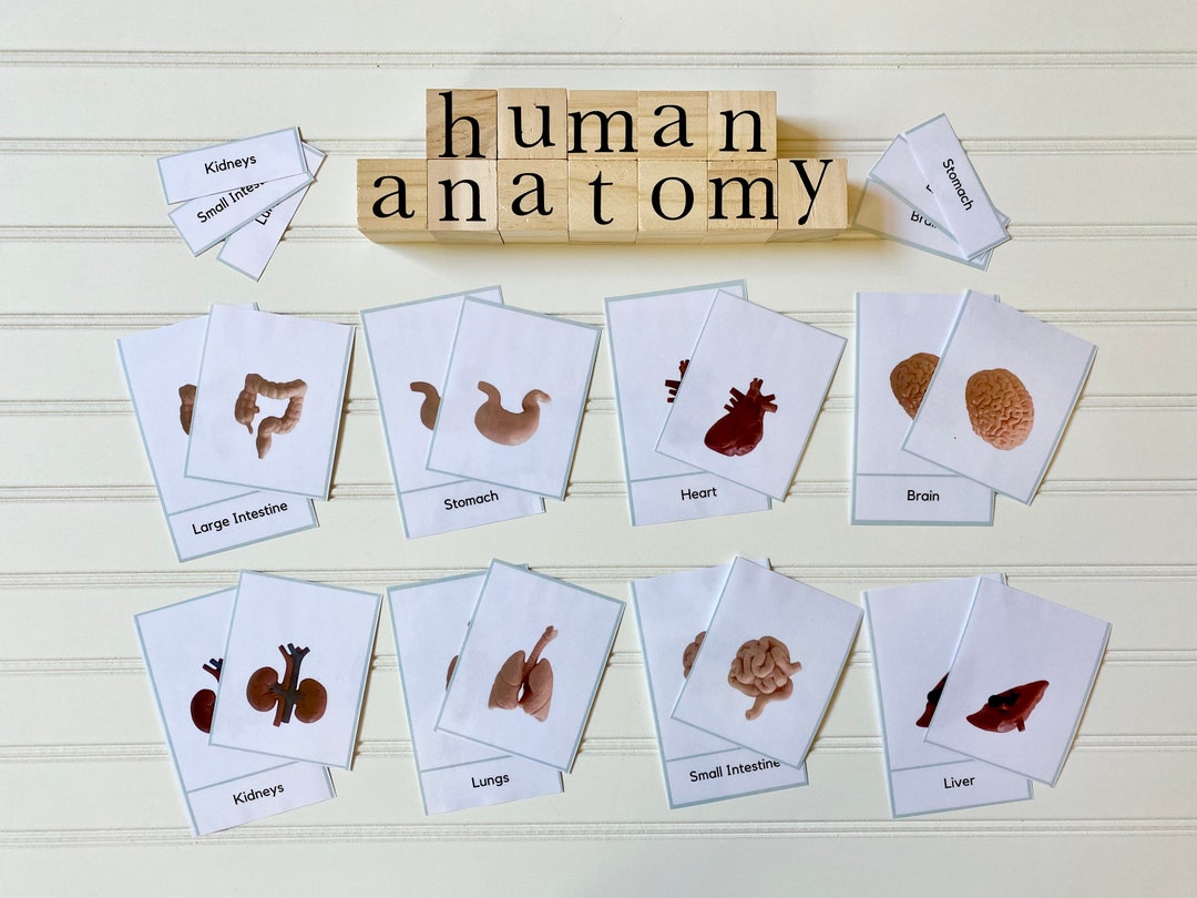 Tarjetas Montessori de anatomía humana de tres partes nomenclatura ...