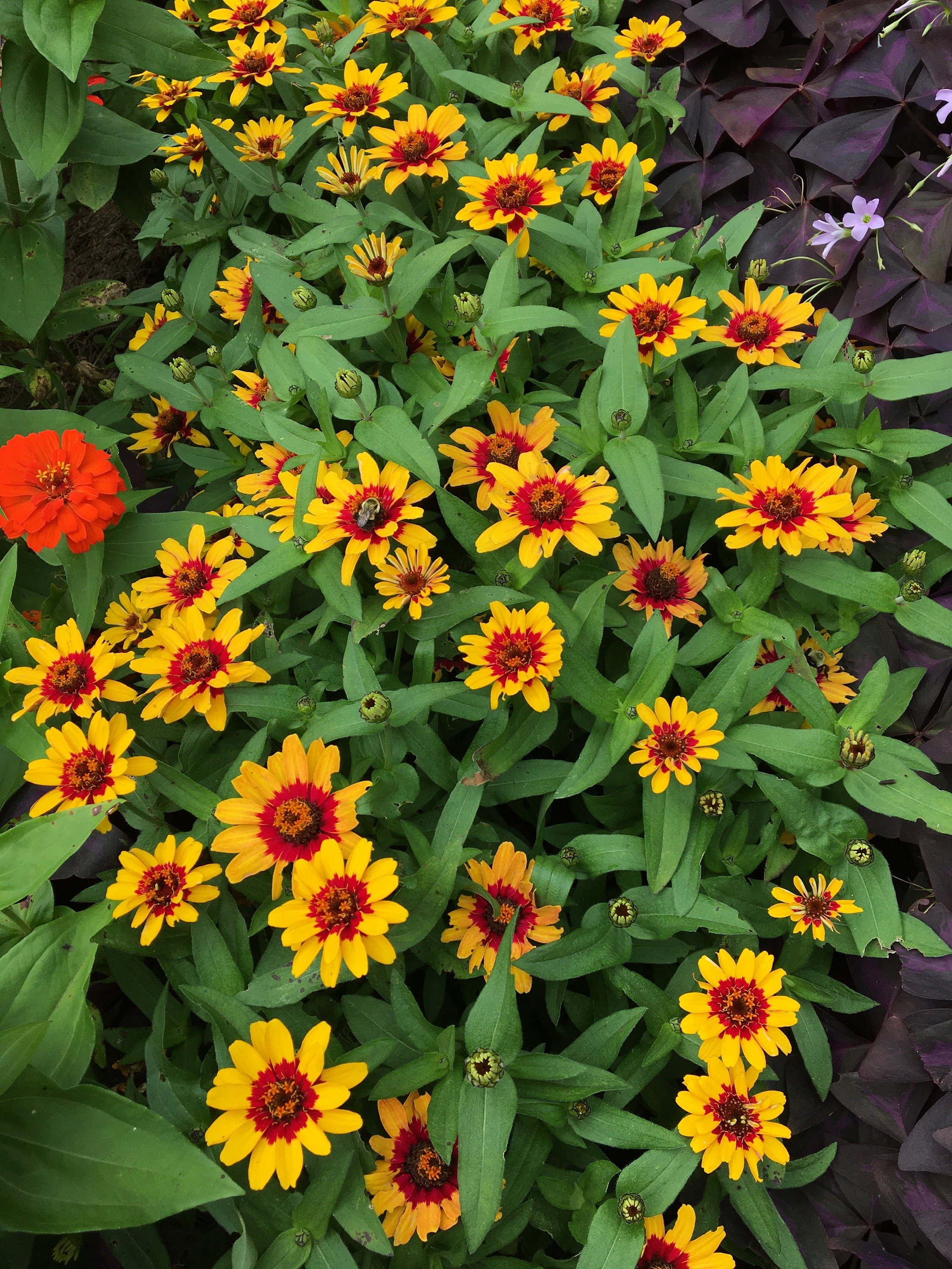 Profusion Zinnia Red & Yellow Bi-color Seeds (40 Seeds) - Etsy