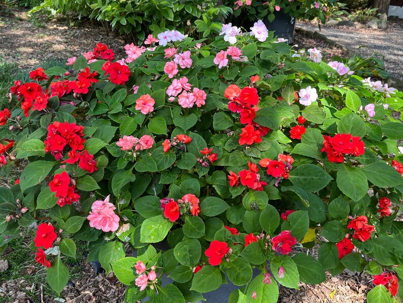 Double Carousel Mix Impatiens Seeds 25 Seeds - Etsy