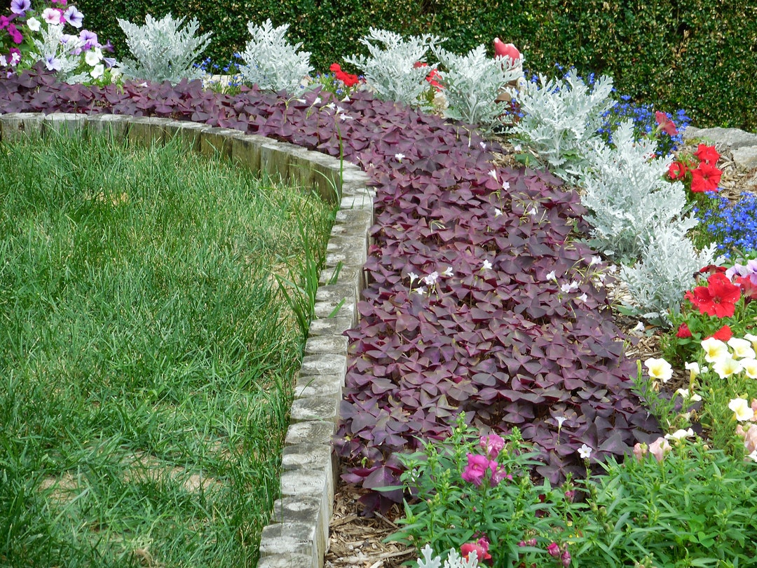 Oxalis Bulbs: (25+) Purple Shamrock Bulbs - (20) With (5) Bonus, Grown ...