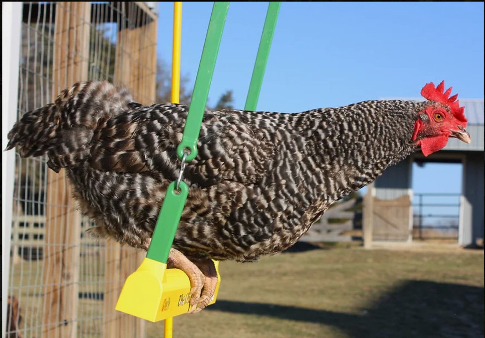 Chicken Swing Poultry Run Rooster Hens Chicks Pet Parrots Entertainment ...