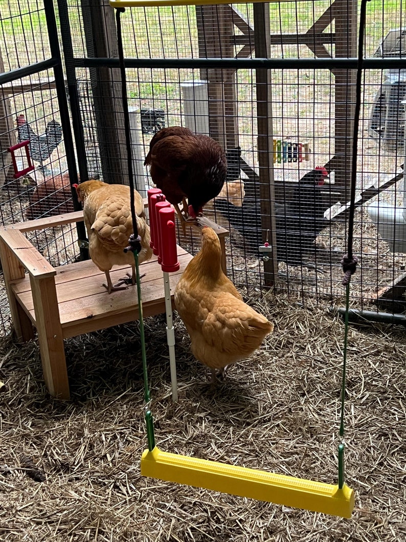 Chicken Swing Poultry Run Rooster Hens Chicks Pet Parrots Entertainment Cooped Up/unable to Free ...