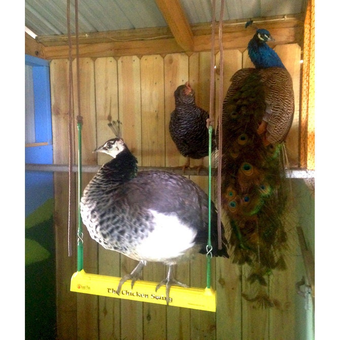 Chicken Swing Poultry Run Rooster Hens Chicks Pet Parrots Entertainment ...