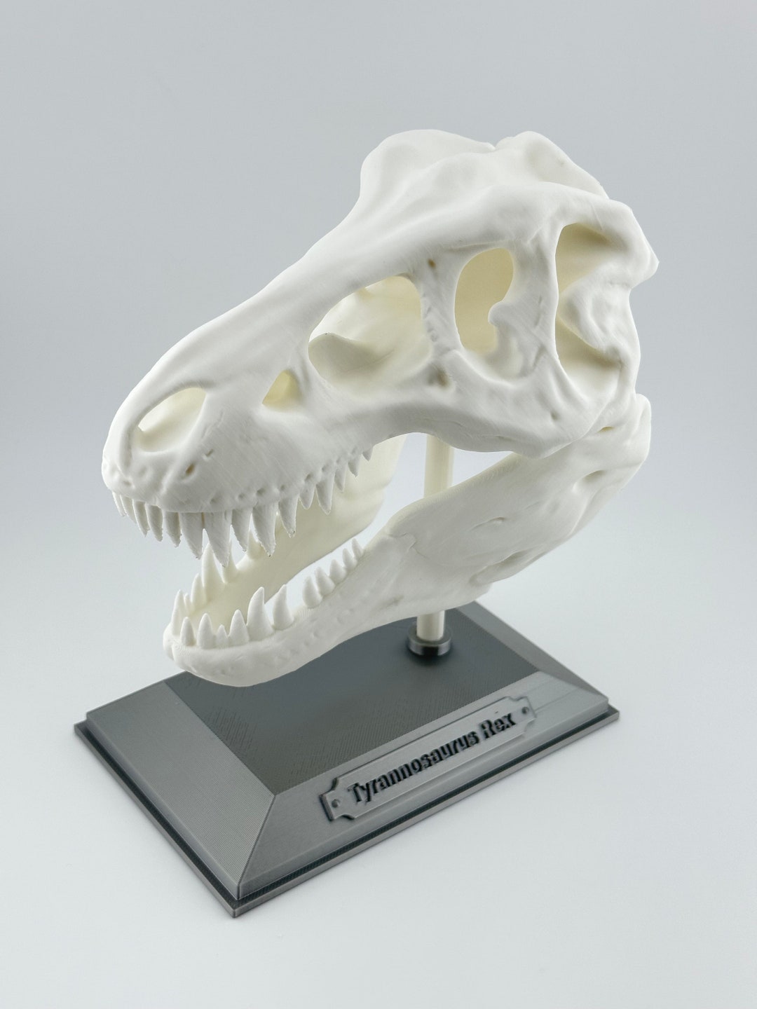 T-rex Skull Display - Tyrannosaurus Rex Dinosaur Bones - Museum ...