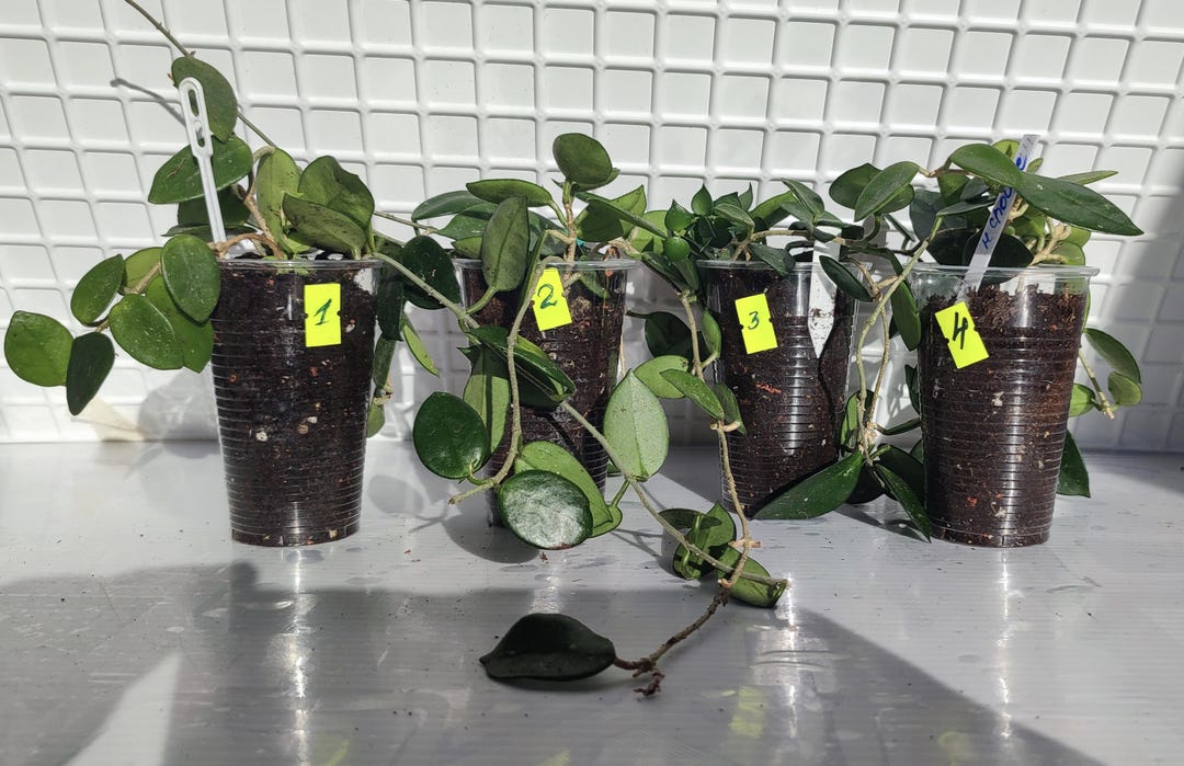 Hoya Choke - Etsy Österreich