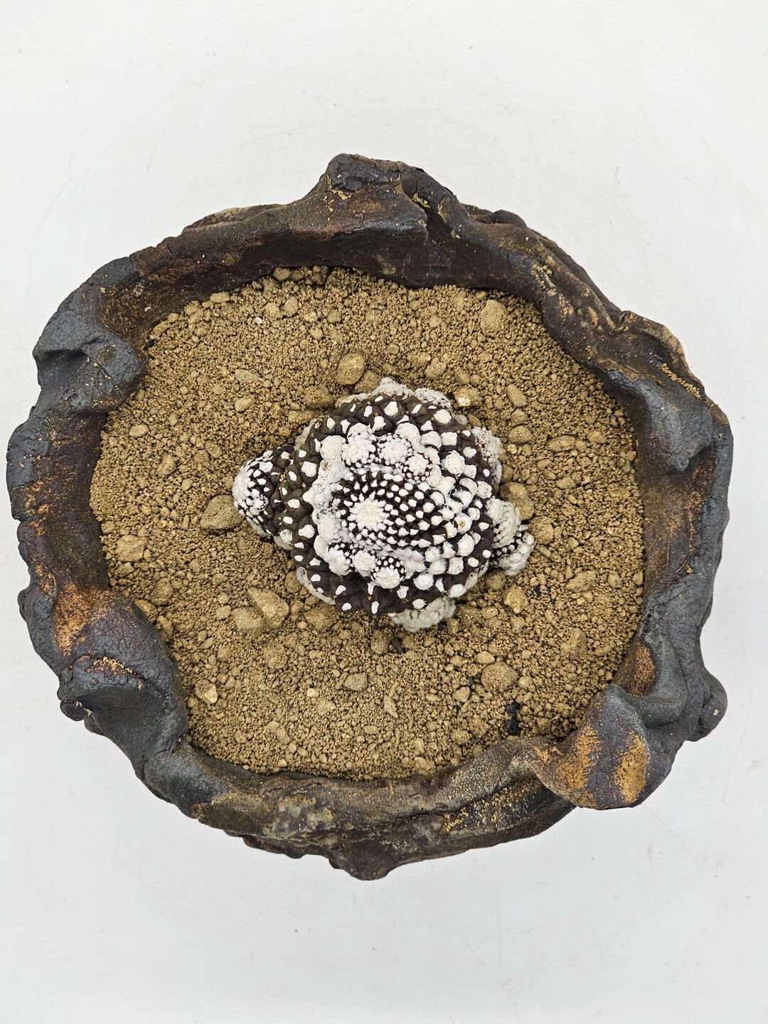 Campo Gold Decomposed Granite Soil Topper - 2.5LB Bag - Etsy