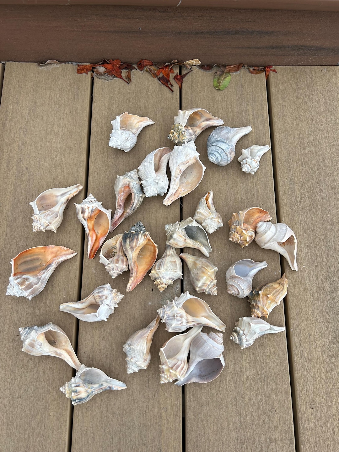 Small, Medium, or Large Welk Shells !!great for Coastal Décor, Weddings ...