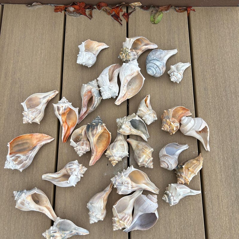 Conch Shell Planter - Etsy