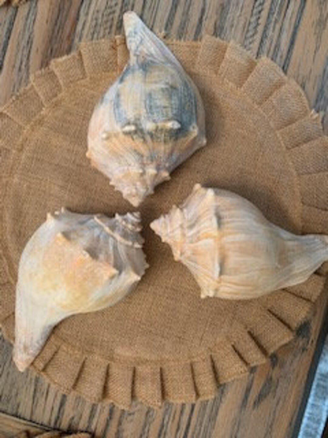 Set of 3 Large Knobby Whelk Shells Hand Picked of the - Etsy
