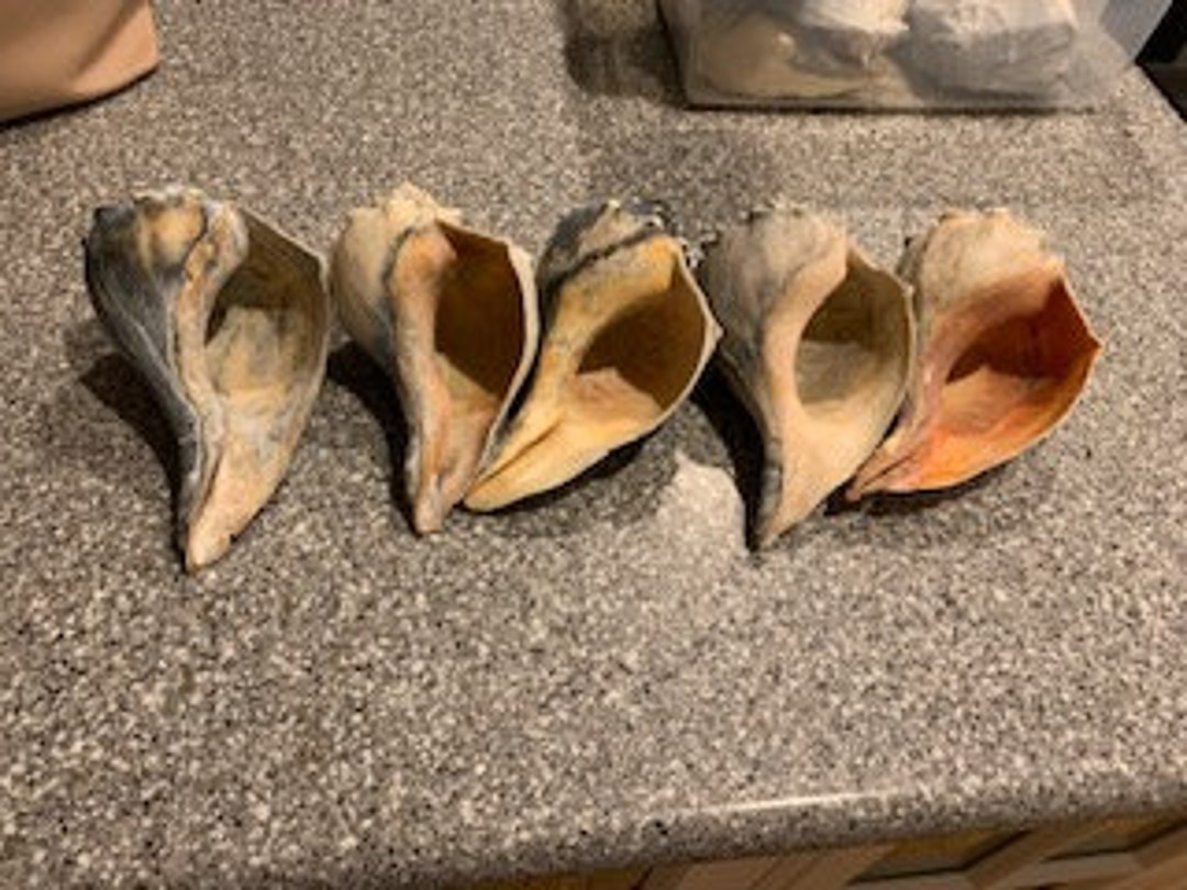 Large Knobby Whelk Shells: Coastal Decor, Wedding Gifts - Etsy