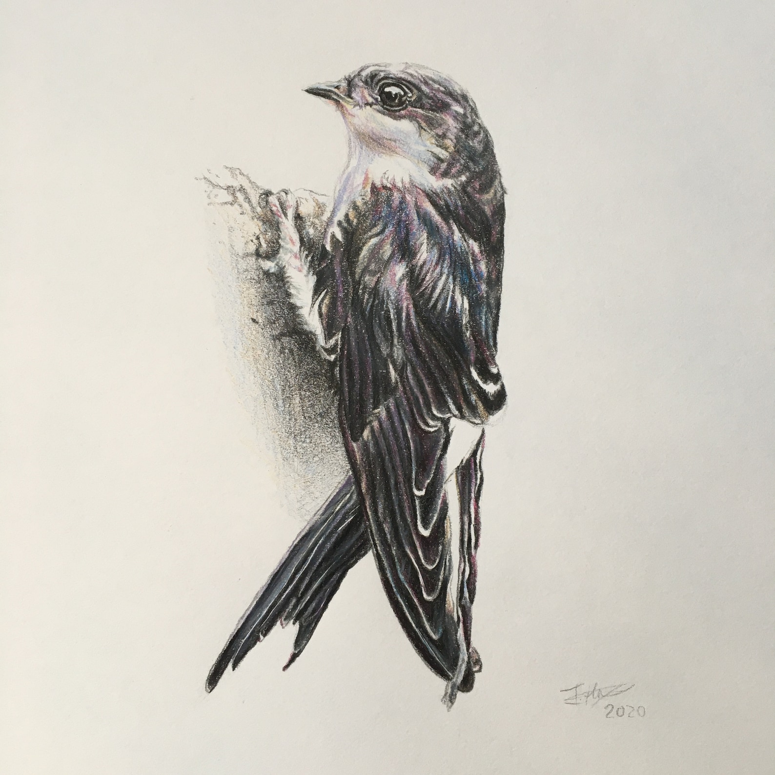 Original artwork: House martin in colouring pencil | Etsy